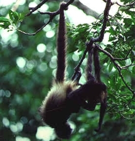 Bosque Mesófilo de Montaña: Bosque Mesófilo de Montaña